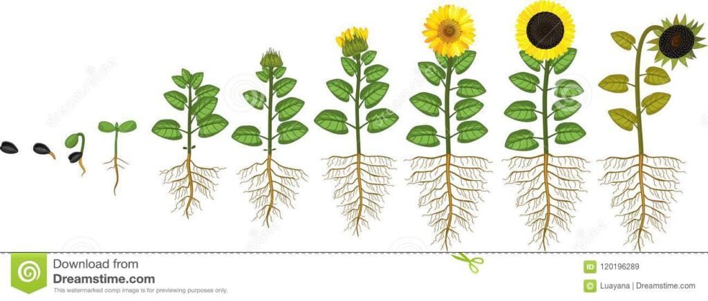 ᐈ El ciclo de vida del girasol: descubre cuánto tiempo vive esta ...